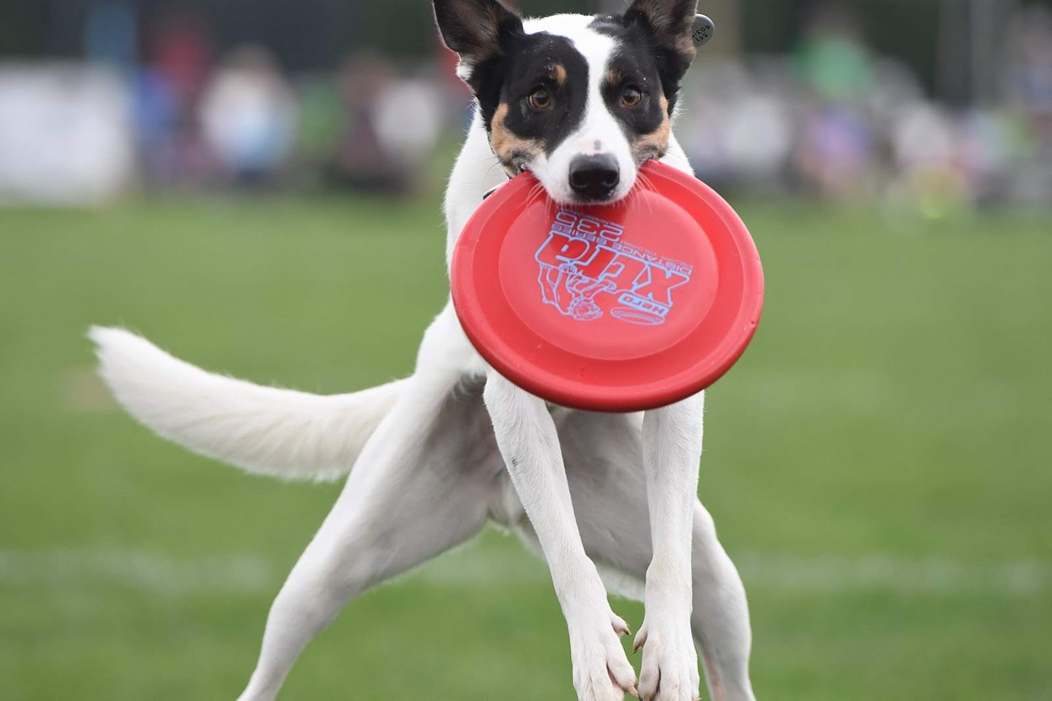 Disc Repair Tips – Hero Disc USA